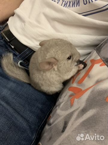 Шиншилла