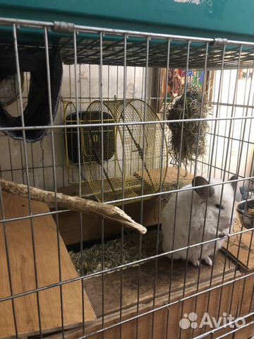 Шиншилки парочка