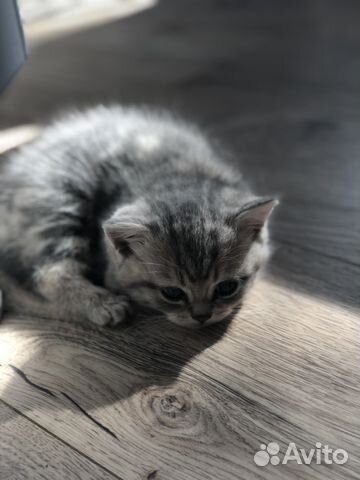 Шотландцы кошечки