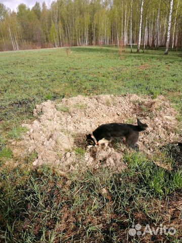 Лайка всл. Сука 7 месяцев