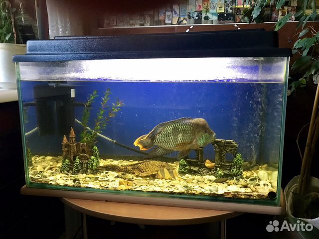 Аквариум с рыбками