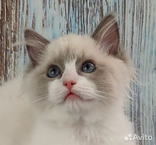 Девочка Debora, рэгдолл, 6 месяцев