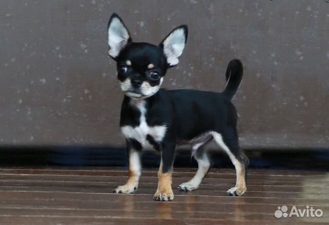Чихуахуа - супер малыш