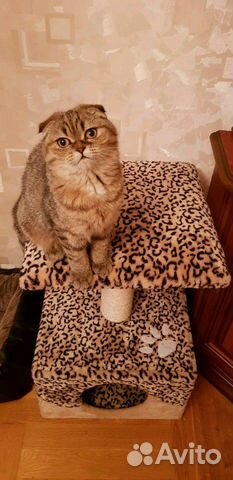 Шотландская вислоухая кошечка 6,5 мес