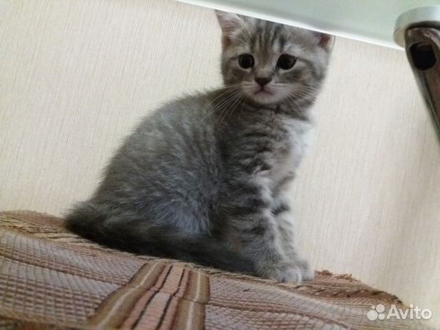 Котик и кошечка за символическую плату