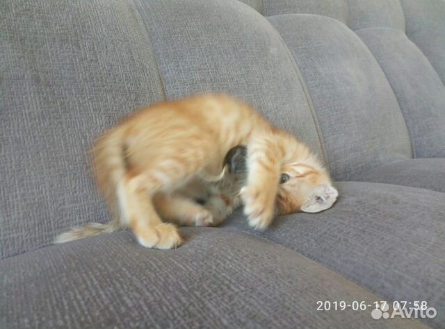 Маленькое рыжее солнышко ищет дом