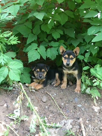 Семья из щенуль в поисках своего верного хозяина