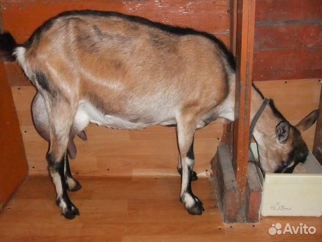 Козел + дойная коза