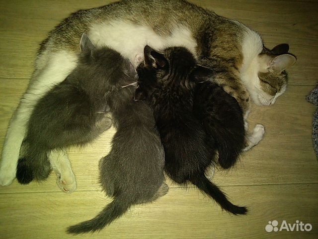 Котята