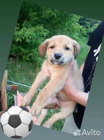 Щенок - мальчик, щенята, щенки, собака, собаки, ко