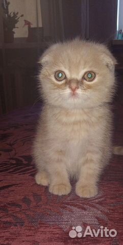 Плюшевый рыжик