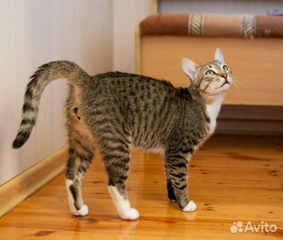 Домашний тигренок