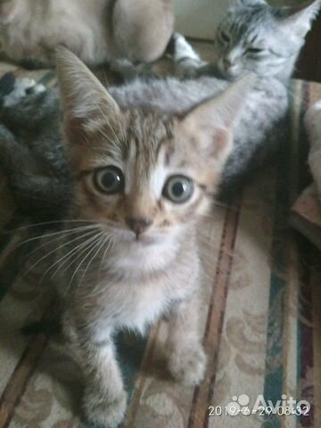 Камышовые котята