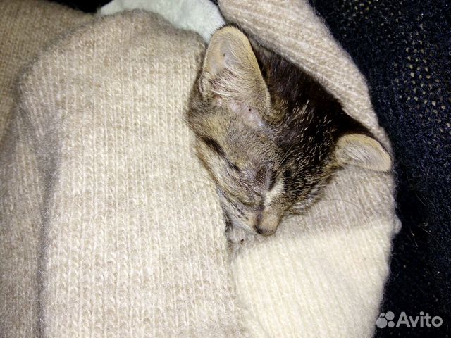 Котёнок в добрые руки