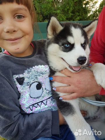 Щенок хаски документы РКФ