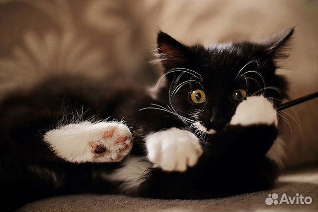 Котёнок мальчик. Метис британки