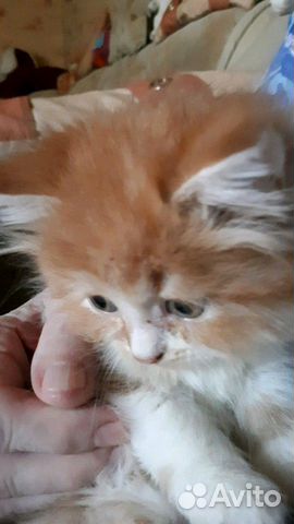 Отдам в добрые руки