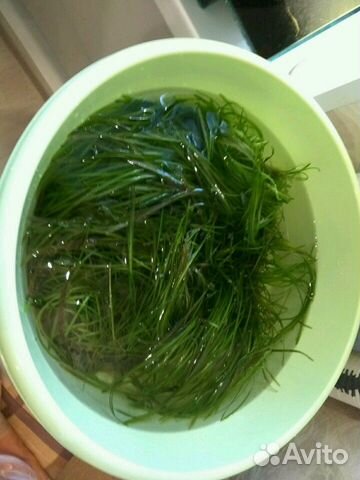 Валиснерия