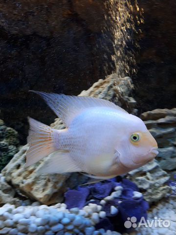 Рыба Попугай или Красный попугай (Цихлида)