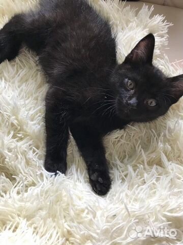 Котенок ищет дом