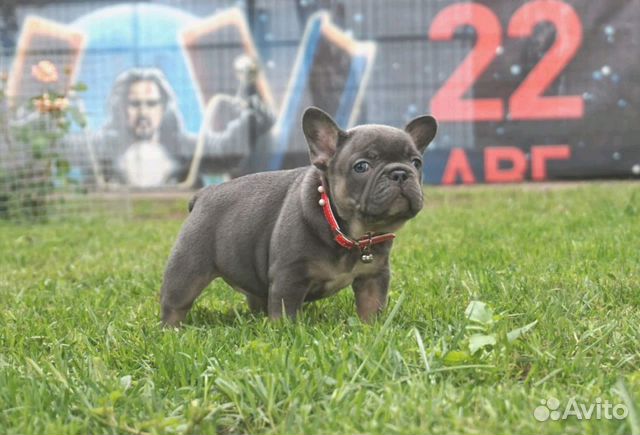 Обворожительная красотка