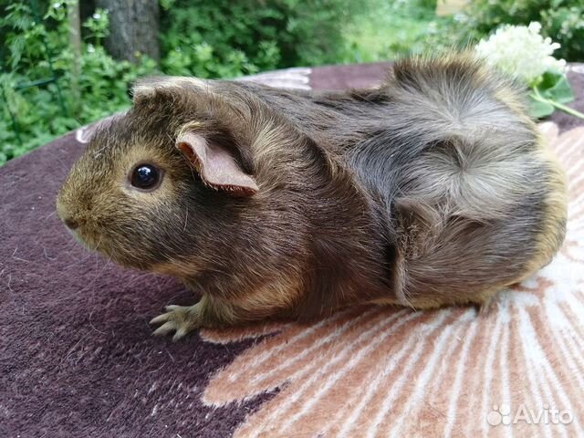 Морские свинки