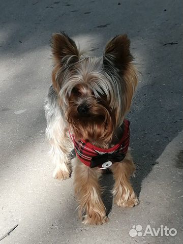 Жених йоркширского терьера