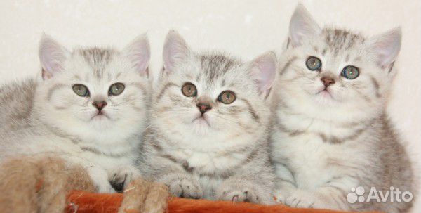 Британские котята