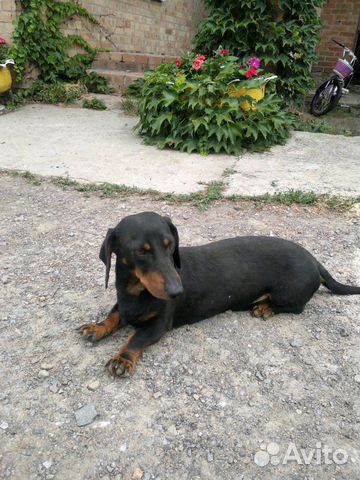 Ищем подружку для случки