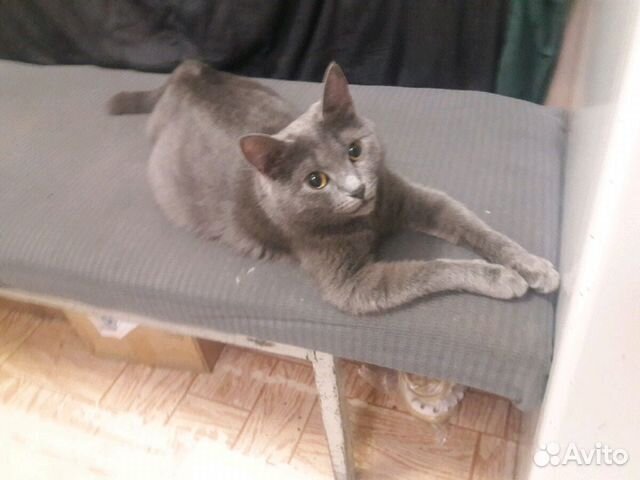 Кошка, похожа на британку