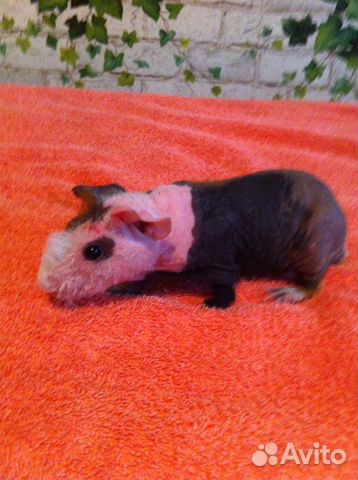 Морские свинки скинни
