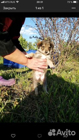Маленький щеночек мальчик в добрые руки