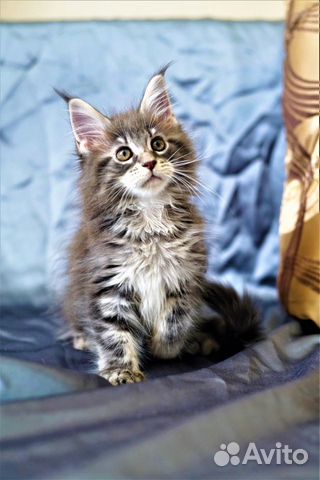 Котята Мейн Кун голубые окрасы