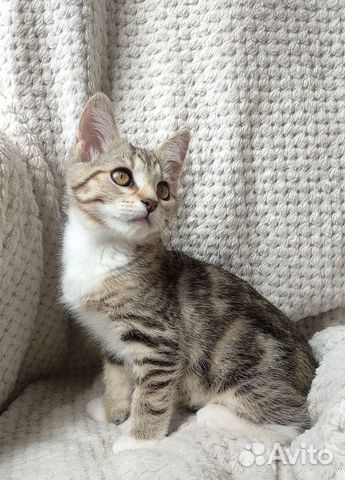 Котенок Фифа в дар