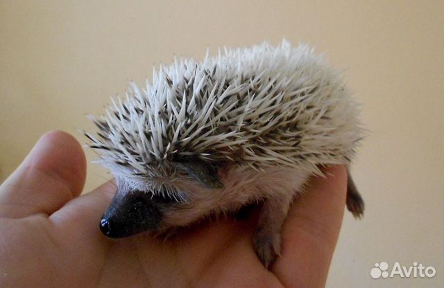 Декоративные карликовые ёжики и ежата