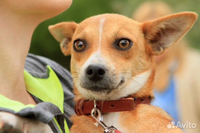 Роззи 1 год 30 см в холке