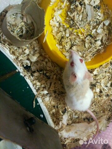 Мастомисы, семейство