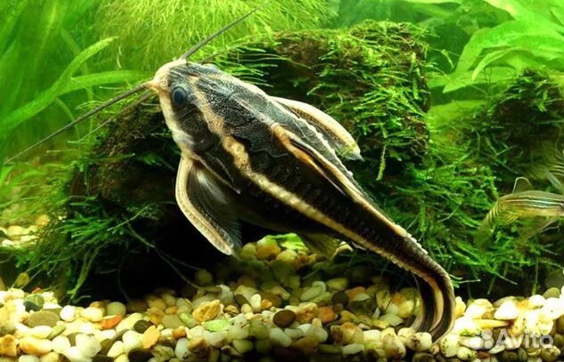 Крупный платидорас 16 см