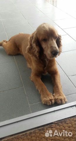 Найдена собака Спаниель рыжий, мальчик, Севастопол