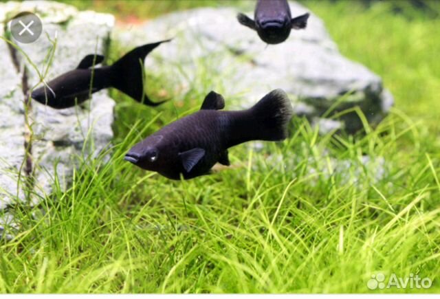 Моллинезия черная лира