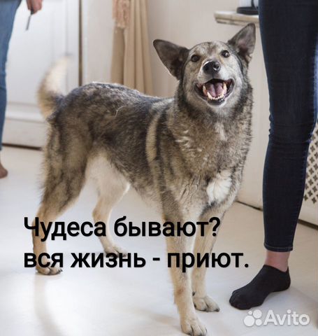 Адель, собака для человека