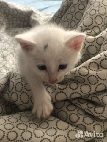 Котёнок Пятнышко, ищет семью, девочка