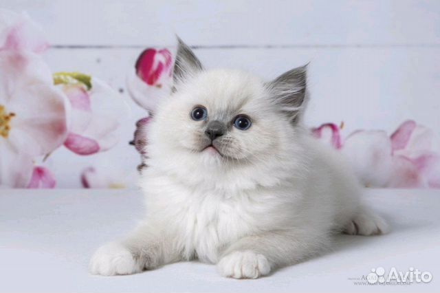Котенок Рэгдолл мальчик Шоу