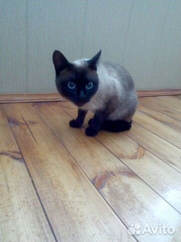Найдена кошечка