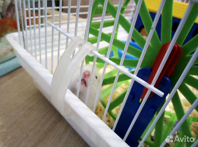 Сирийские хомячки