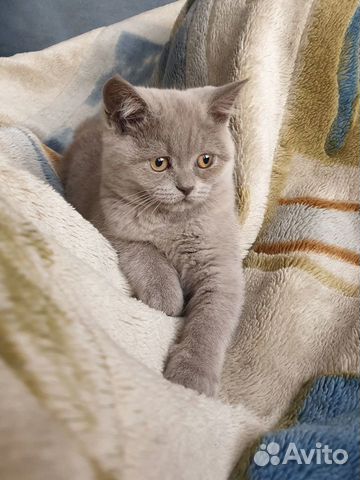 Котенок девочка