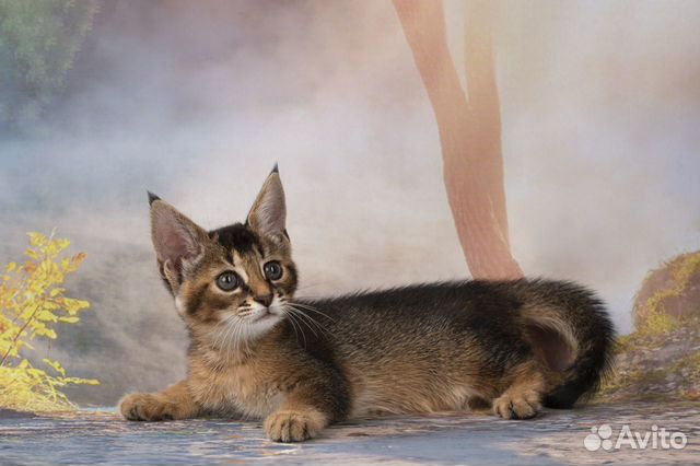Котята Каракет Ф2