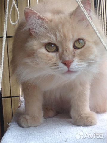 Кот Персик 1,5 года в добрые руки