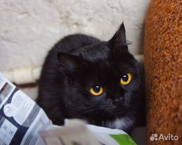 Малышка Эмбер в добрые руки