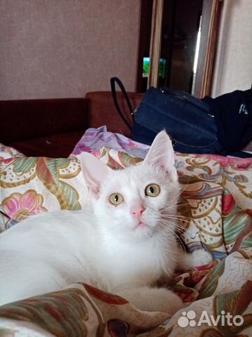 Беляночка в добрые руки